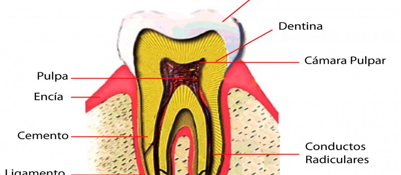 La pulpitis: qué es y sus tipos – Sumuela