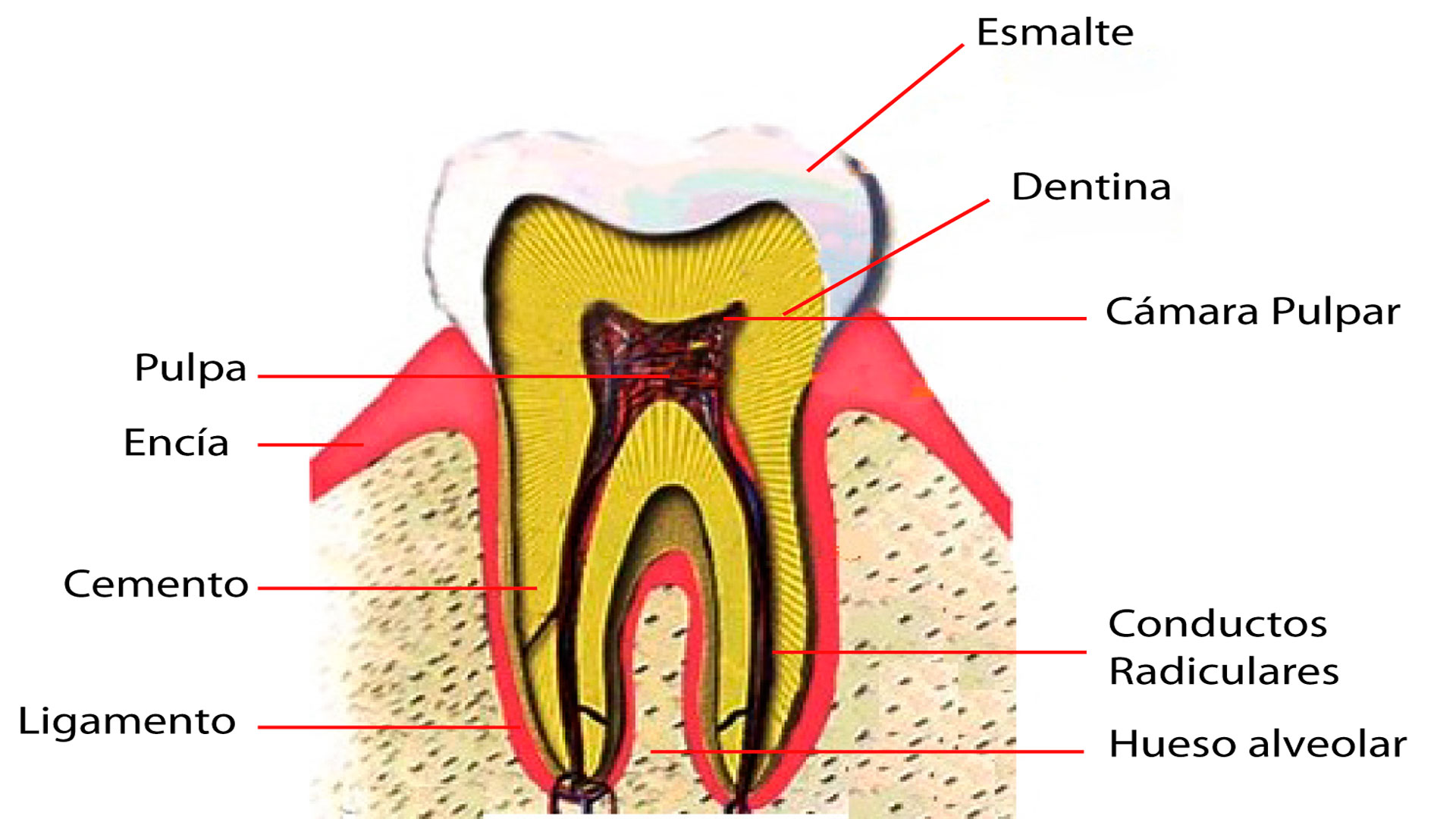 La pulpitis: qué es y sus tipos – Sumuela